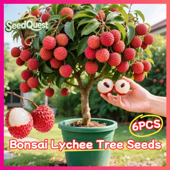 100% Original 6pcs Fresh Bonsai Lychee Tree Seeds for Sale - Dwarf ...