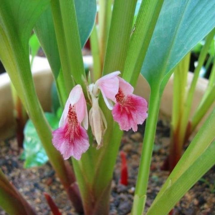 Pokok Temu Kunci | Lazada
