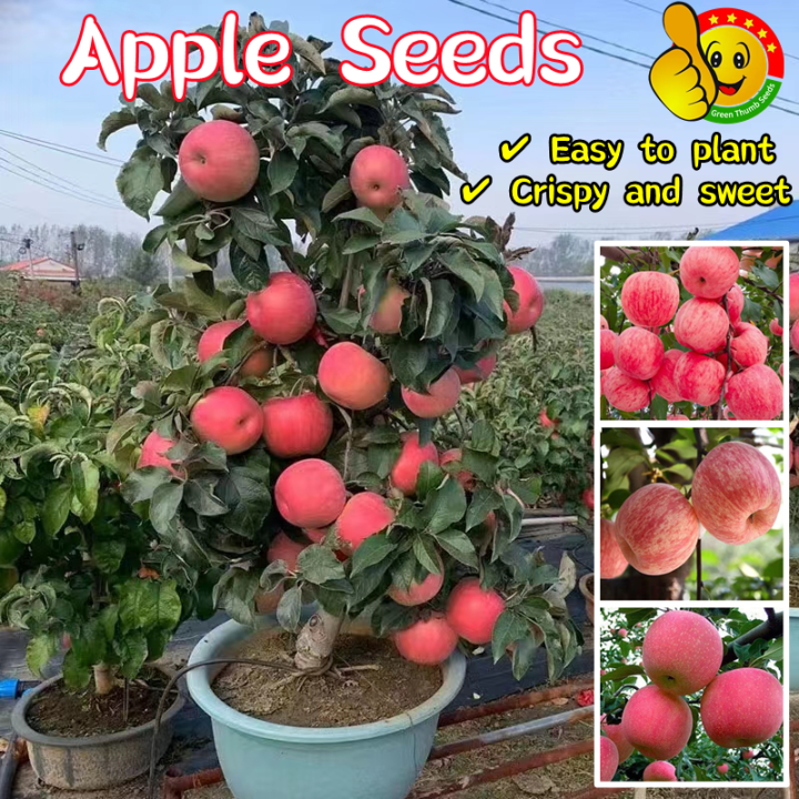 100% Original Dwarf Apple Tree Seeds (Fresh 50pcs Seeds) 苹果种子 Benih Pokok Epal Benih Pokok Buah ...