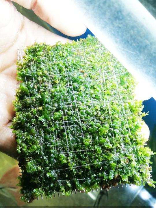 Rêu mini fiss - Rêu thủy sinh gắn lưới inox cực đẹp cho bể thủy sinh ...