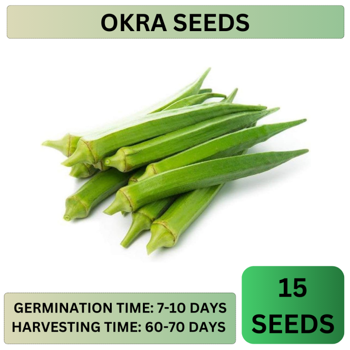 VALUE PACK (15 SEEDS) OKRA SEEDS (Smooth Green)/HYBRID/HIGH YIELD/EASY ...