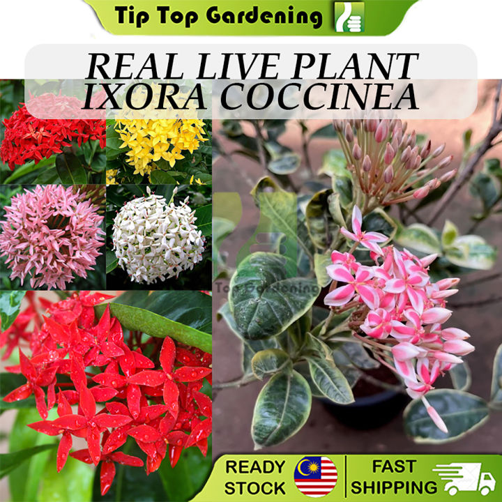 Real Live Plant Ixora Coccinea Flowers Plants Ixora Variegated Jungle ...