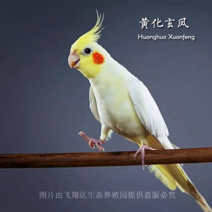 Talking budgerigar large parrot live bird Xuan Feng parrot live bird ...