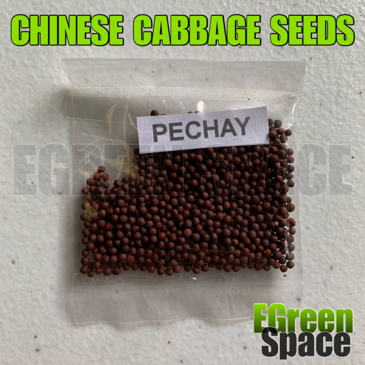 PECHAY CHINESE CABBAGE Vegetable & Fruit Seeds | Lazada PH