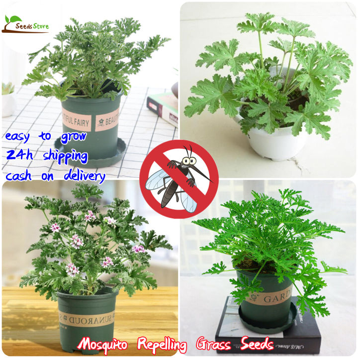 [MEGA PROMO NOW!] 50pcs Mosquito Repelling Grass Seed for Planting ...