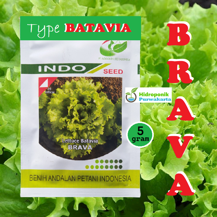 Benih Selada Keriting BRAVA Lettuce Batavia Isi 5 Gram Indoseed ...