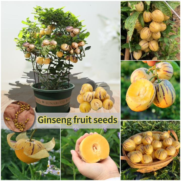 [100% Fresh Seeds] 20pcs Ginseng Fruit Seeds for Planting Pepino Melon ...