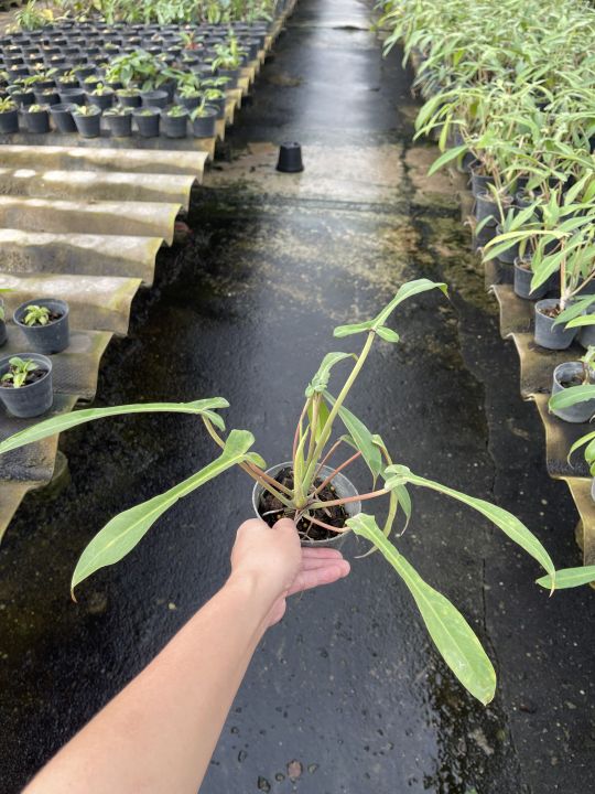 โจปิอาย/ Philodendron Jopeii | Lazada.co.th