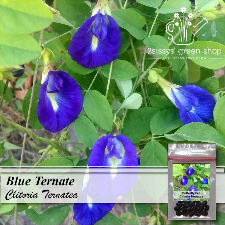 Blue Ternate Clitoria Ternatea Butterfly Tea 20 Seeds Flower | Lazada PH