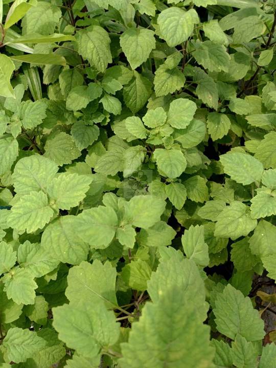 MM- Anak Benih Nilam Acheh Anak Pokok Tanaman Benih Garden Seed Seeds ...