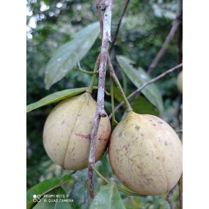 Buah pala segar fresh langsung petik dari pohonnya 1 kg | Lazada Indonesia