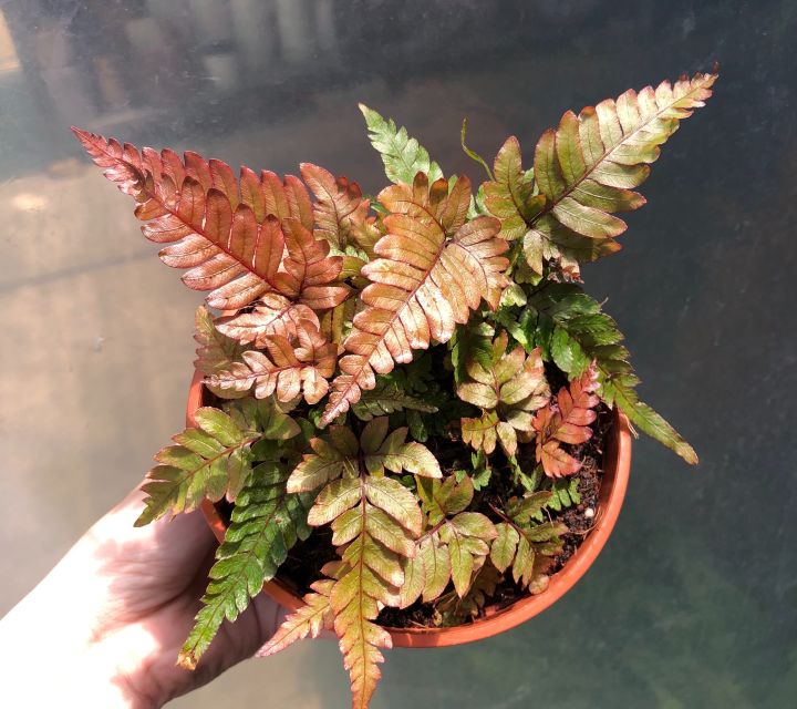 90s Greenovation Live Plant Pteris Tricolour | Lazada