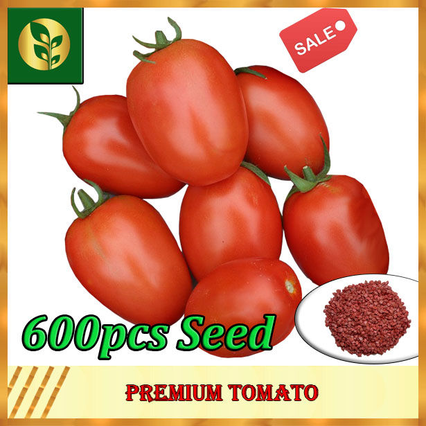 Tomato Seeds | Premium Tomato Seeds | Vegetable seeds | Golden Plant ...