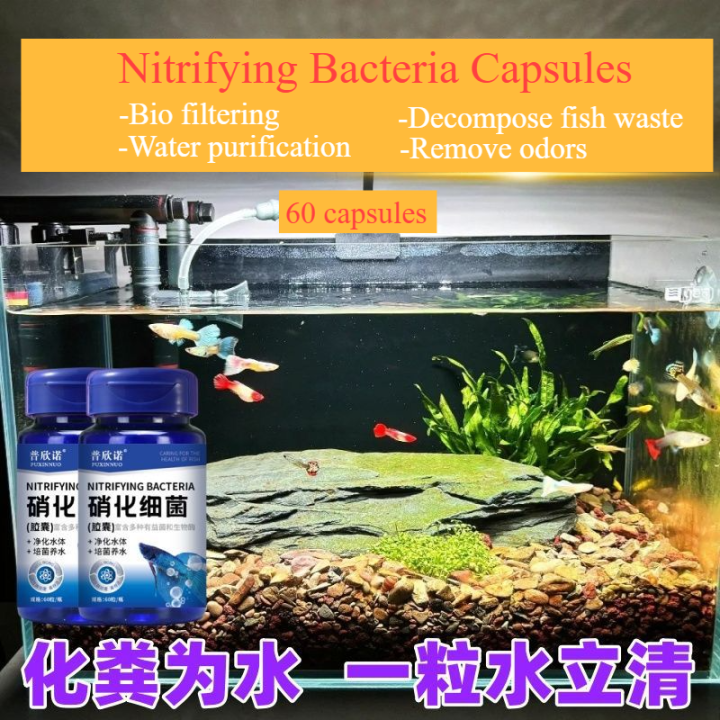 【Fish Tank/Aquarium】 Nitrifying Bacteria Bio-filtering 60 capsules ...