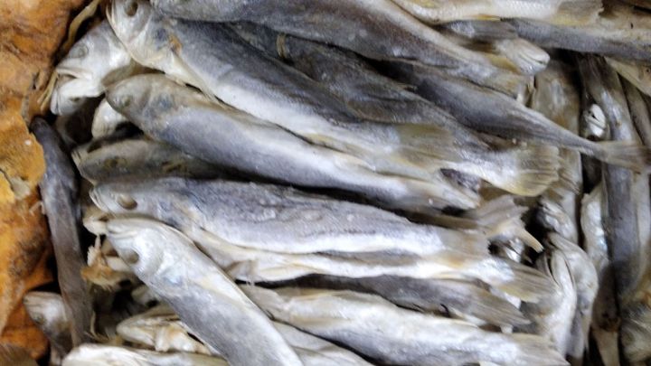 Ikan Asin Samge 1 Kg Khas Medan Alam Jaya | Lazada Indonesia