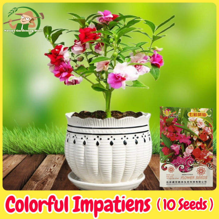 100% Legit Colorful Impatiens Balsam Flower Seeds for Planting ...
