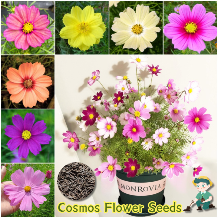 [100% Original] Fresh Cosmos Flower Seeds for Gardening (Mixed Color 70 ...