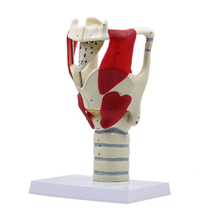 Anatomical Human Throat Model Enlarged Human Throat Anatomy Model for ...