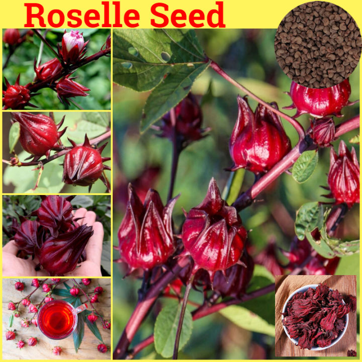 [Fast Delivery] Roselle Plant Seeds for Planting (100 Seeds Per Pack) 洛神花 Benih Pokok Bunga Make ...