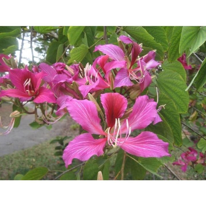 biji benih bunga bauhinia /5 biji | Lazada Indonesia