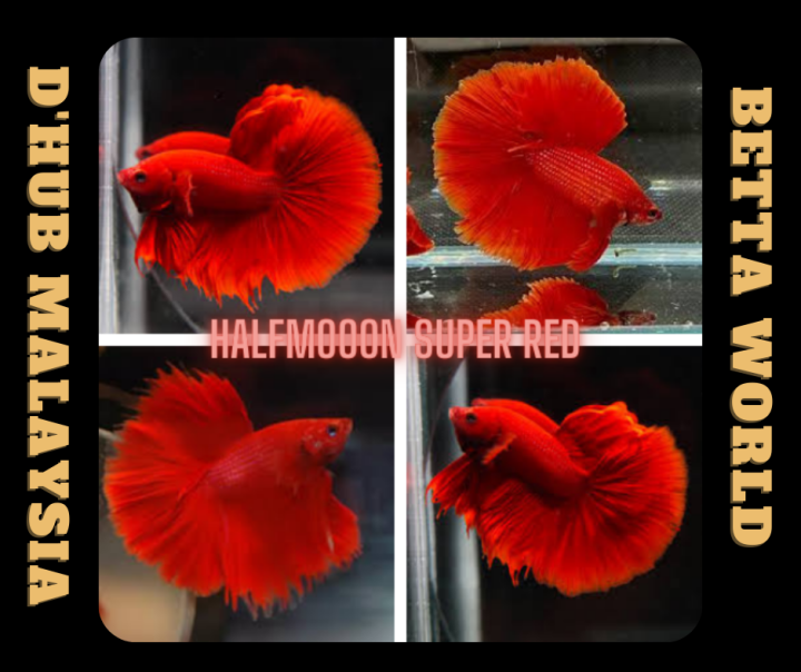 D'HUB Halfmoon Super Red Betta Fish / Ikan Laga HM Halfmoon Super Red ...