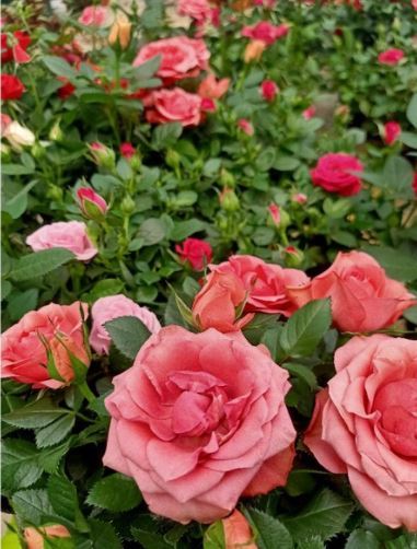 [Paling Horticulture Sdn Bhd] Pokok Rose Tahan Panas 耐热玫瑰 150pot ...