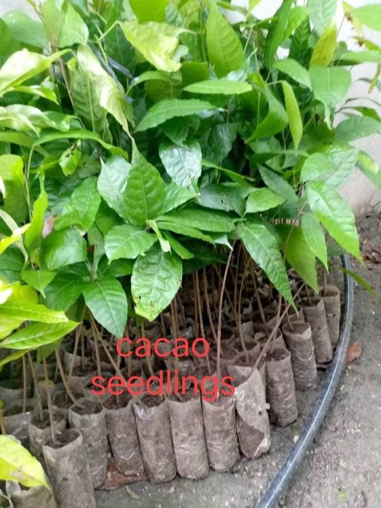 cacao hybrid seedlings | Lazada PH