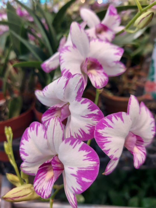 Mini Dendrobium Orchid House Home Flowering Potted Plant | Lazada Singapore