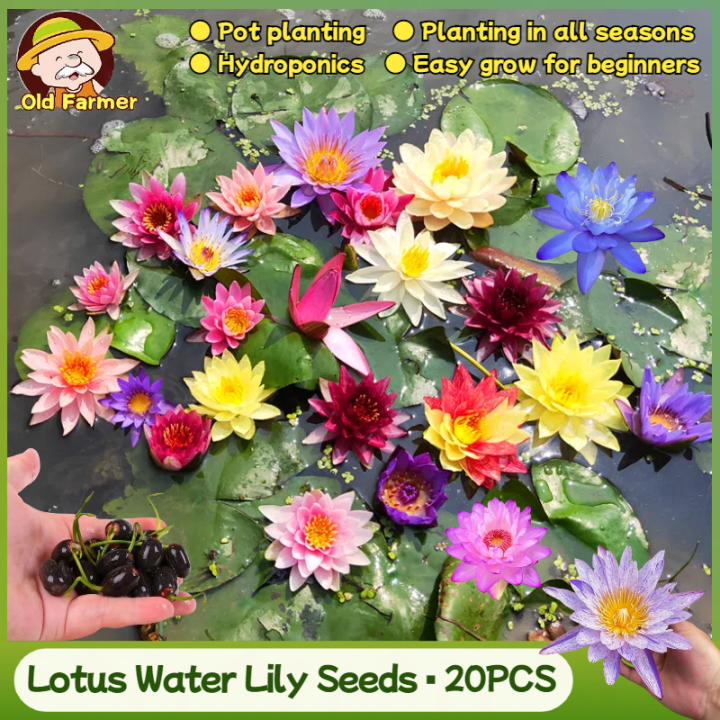 100% Original Fresh Lotus Water Lily Seeds Mini Japanese Lotus Seeds ...