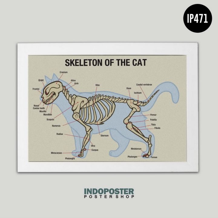 Poster Pet Shop Anatomi Kucing A3 45x30cm | Lazada Indonesia