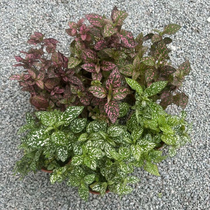 90s Greenovation Live Plant Hypoestes phyllostachya polka dot plant 嫣红蔓 ...