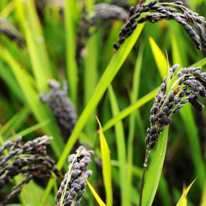 buy one get one free，50 seeds (not plants) Authentic Black Glutinous ...