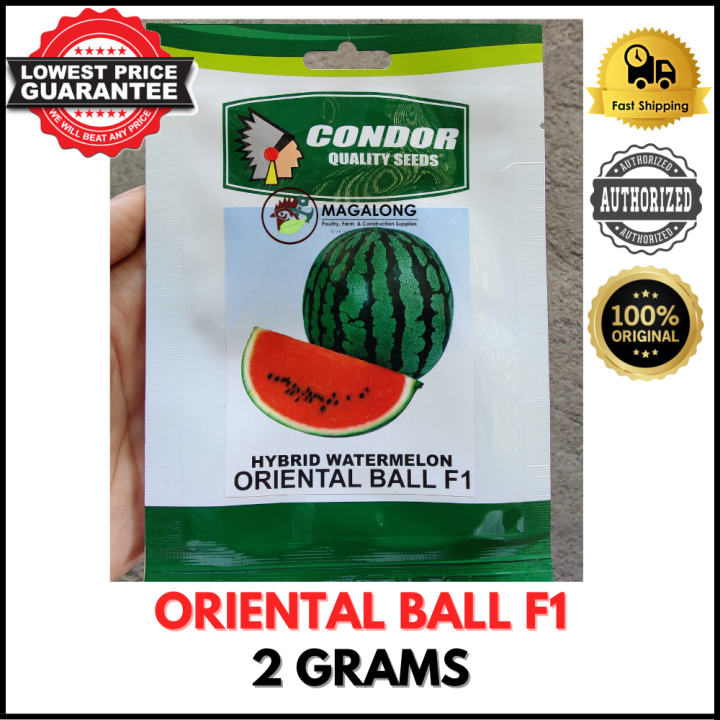 CONDOR SEEDS - WATERMELON SEEDS - ORIENTAL BALL F1 HYBRID 2 Grams ...
