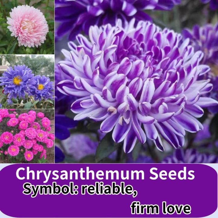 Chrysanthemum Seeds For Sale