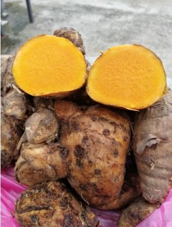 TEMULAWAK TEMU LAWAK ubi rizom powder UTK ANAK BENIH POKOK | Lazada