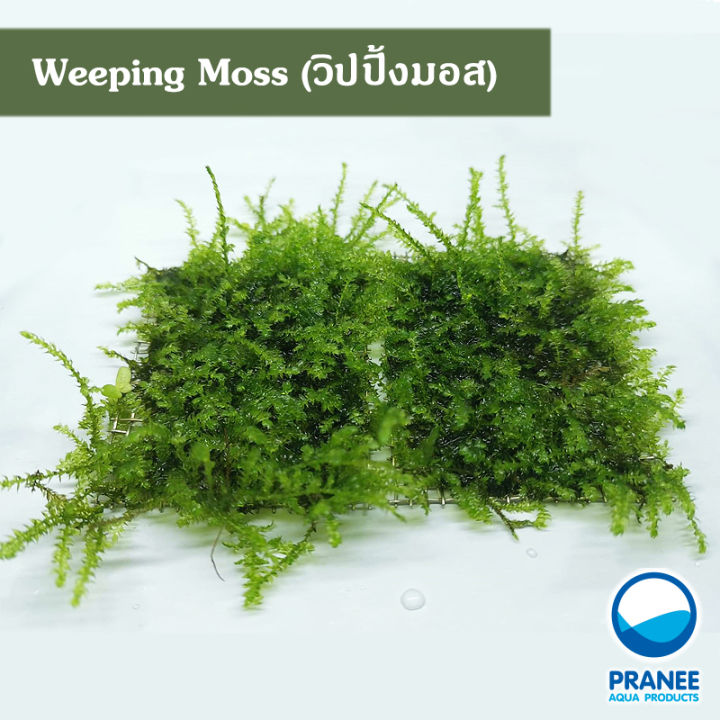 วิปปิ้งมอส (Weeping Moss)(ต้นไม้น้ำ ) | Lazada.co.th