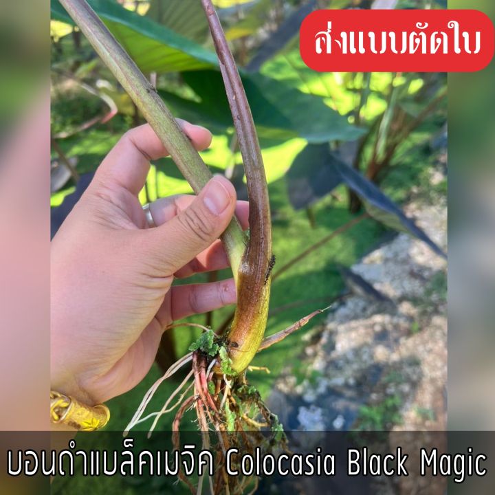 Colocasia Black Magic บอนดำแบล็คเมจิค Colocasia Black Magic ส่งแบบต้น ...