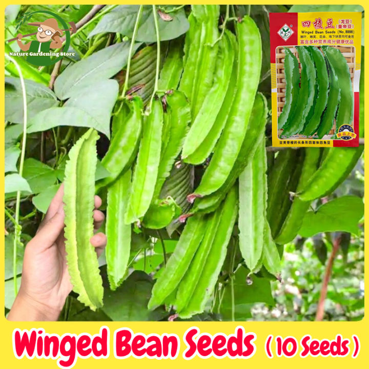 Fresh Organic Winged Bean Seeds Vegetable Seeds for Pot Planting (10 ...