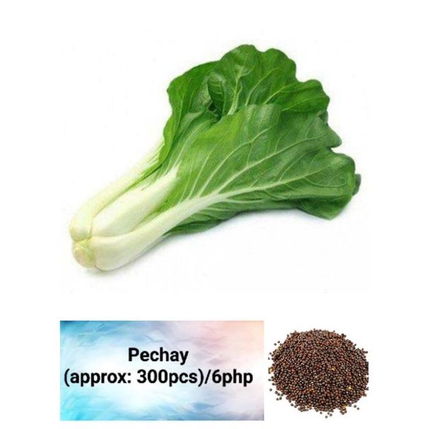 Pechay Seeds ( | Lazada PH