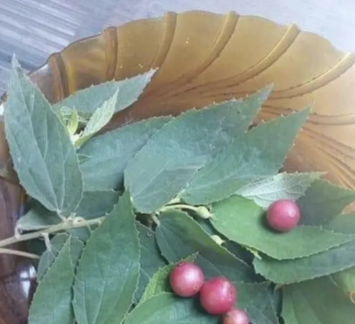 ANAK POKOK CERI HUTAN/POKOK KERSON/JAMAICA CHERRY ATAU POKOK MUNTINGIA ...