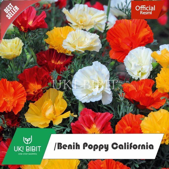 Kemasan Original | Benih BIji Bunga Poppy California | Lazada Indonesia