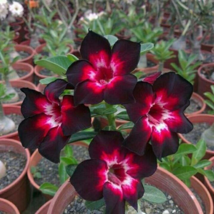 Tanaman hias adenium bunga tumpuk bermacam jenis warna cantik - adenium ...