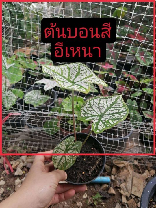 Nadthida ต้นบอนสีพันธุ์อีเหนา ส่งพร้อมกระถาง 6 นิ้ว บอนสี อีเหนา Nadtida ต้นไม้ตายระหว่างขนส่ง ...