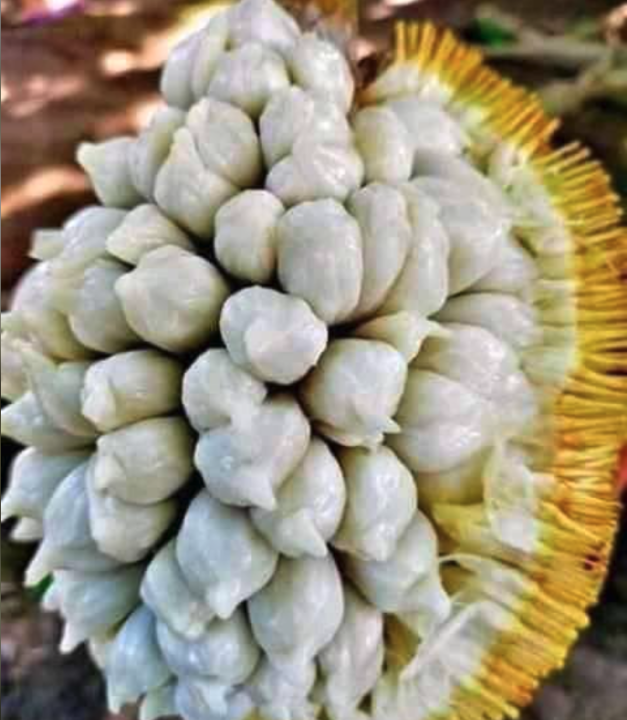 Marang seeds (5pcs) | Lazada PH