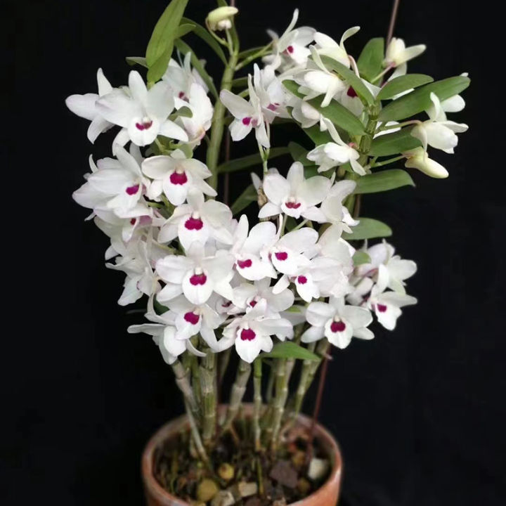 One thing, one shot, Dendrobium nobile, Dendrobium candidum, Dendrobium ...