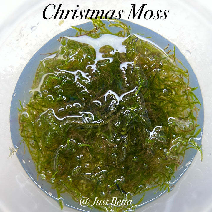 Mini Christmas Moss - Aquarium Live Plant Aquatic Moss Aquascape ...