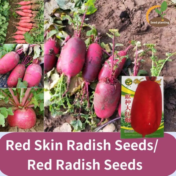 300 เมล็ด/แพ็ค Red Skin Radish Seeds/Red Radish Seeds ผลไม้หัวไชเท้า ...