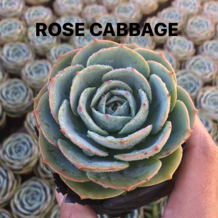 3pcs Rose Cabbage (Blue Rose Echevaria) - Cactus and Succulents with ...