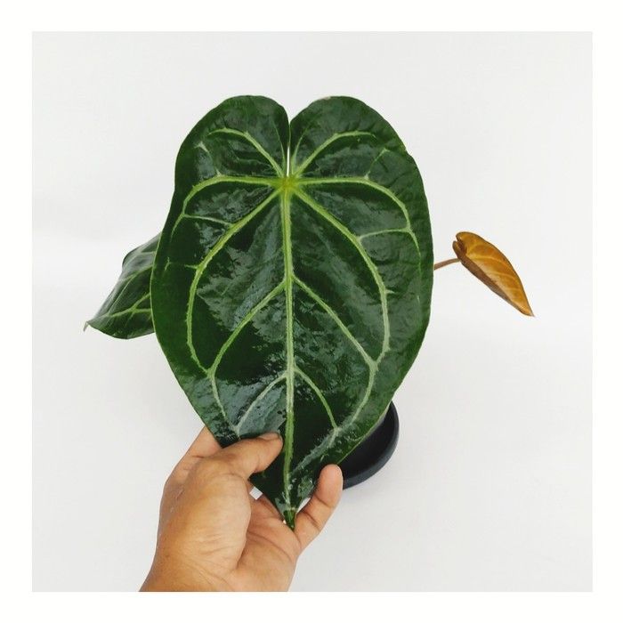 Anthurium Magnificum - Tanaman hias / Houseplant / Kuping Gajah ...