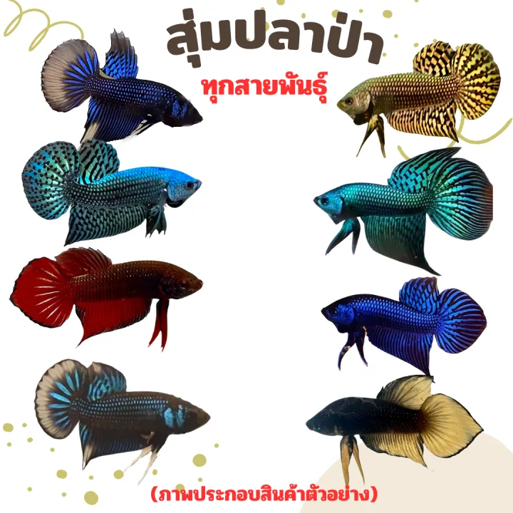 Betta ป า ล น 2 ฟร 1 ส ดค ม เฉพาะสายป า เล อกเพศได สาย